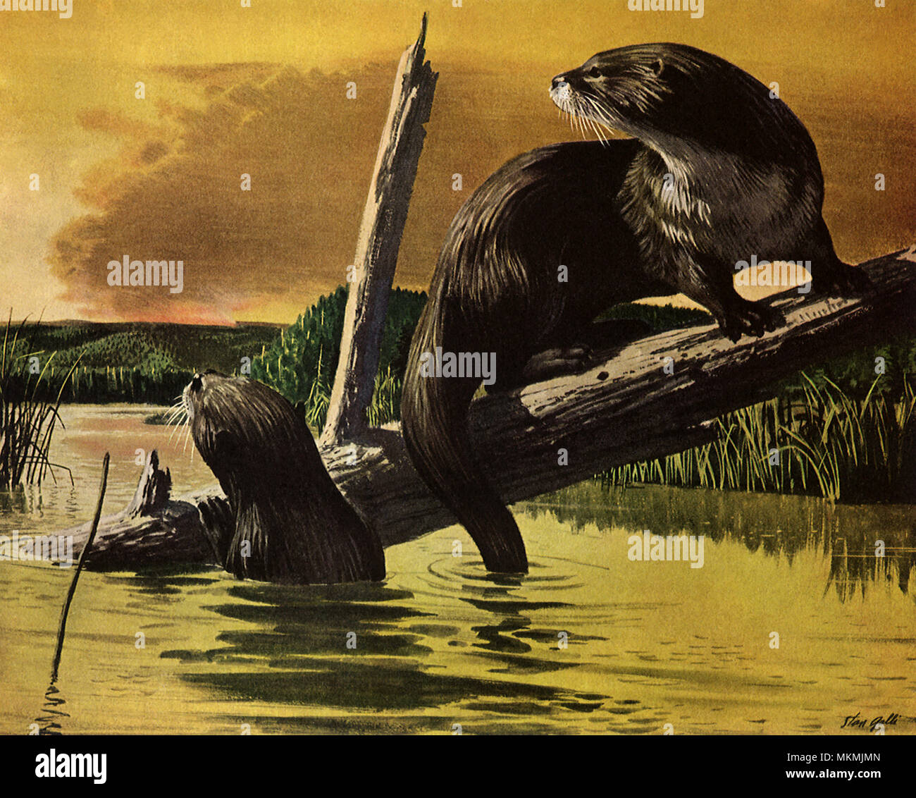 Otters Fear Forest Fire Stock Photo - Alamy