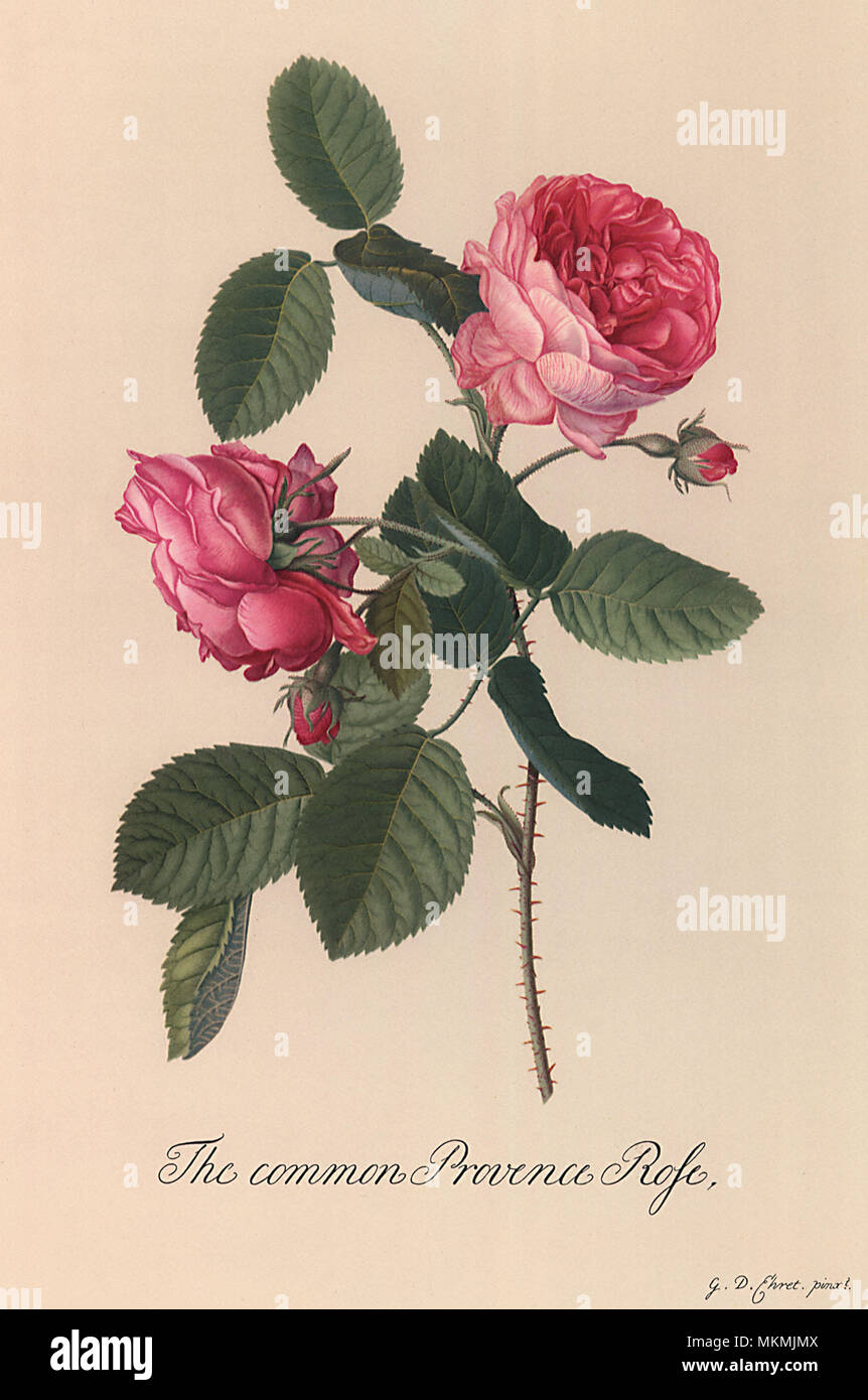 Common Provence Rose Stock Photo - Alamy
