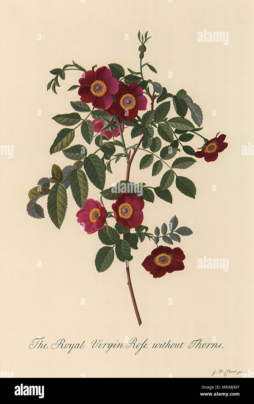 Thornless rose hi-res stock photography and images - Alamy