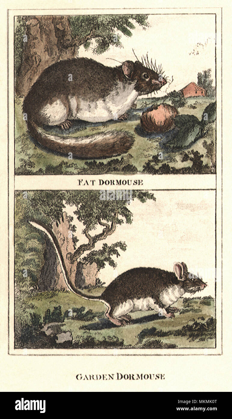 Fat dormice hi-res stock photography and images - Alamy