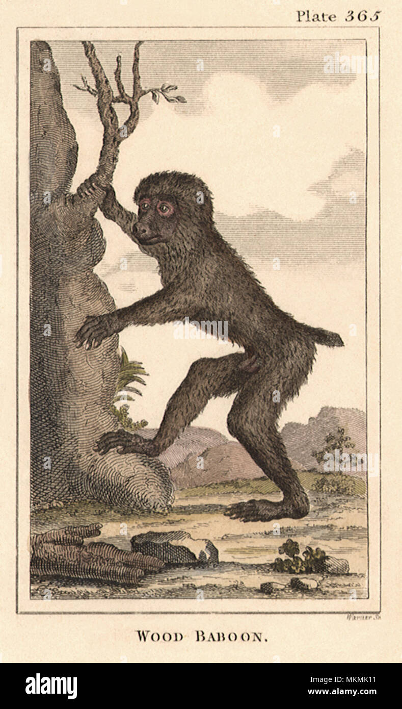 Creatures of the wood hi-res stock photography and images - Alamy