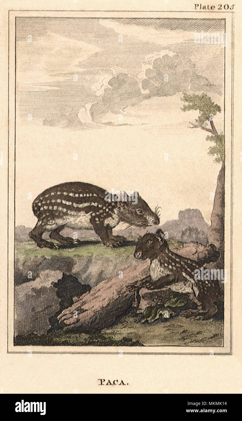 Pacas hi-res stock photography and images - Alamy