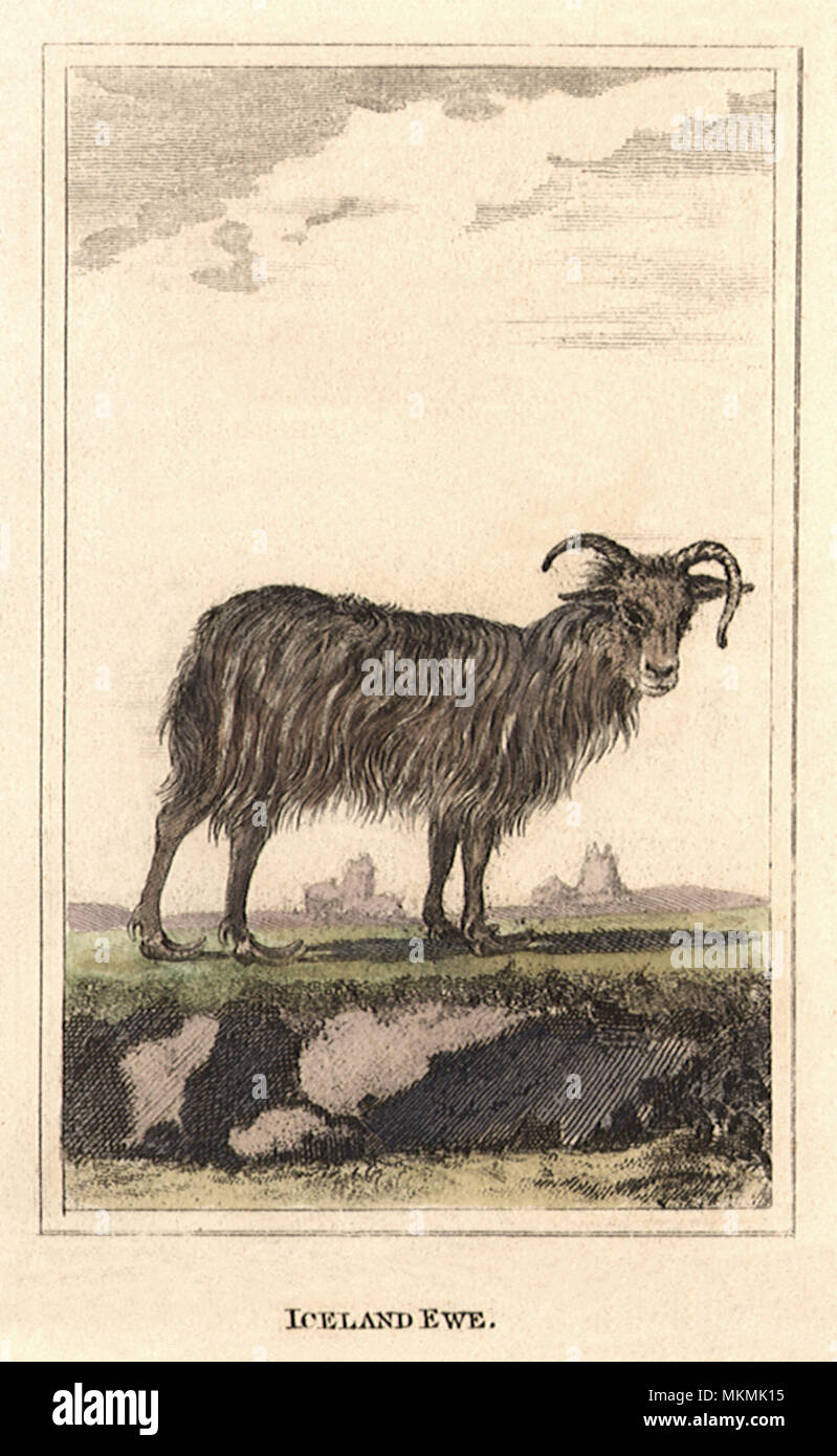 Ewe stands hi-res stock photography and images - Alamy