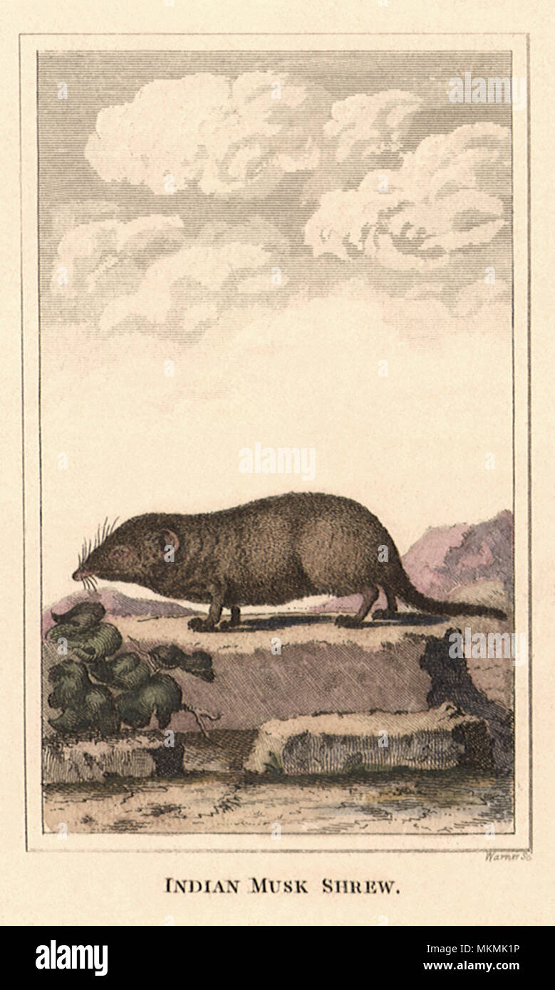 Indian Musk Shrew Stock Photo - Alamy