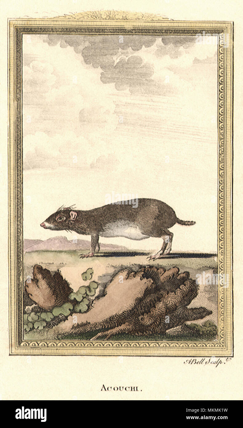 Acouchi hi-res stock photography and images - Alamy