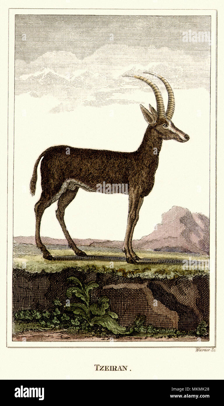 Tzeiran hi-res stock photography and images - Alamy