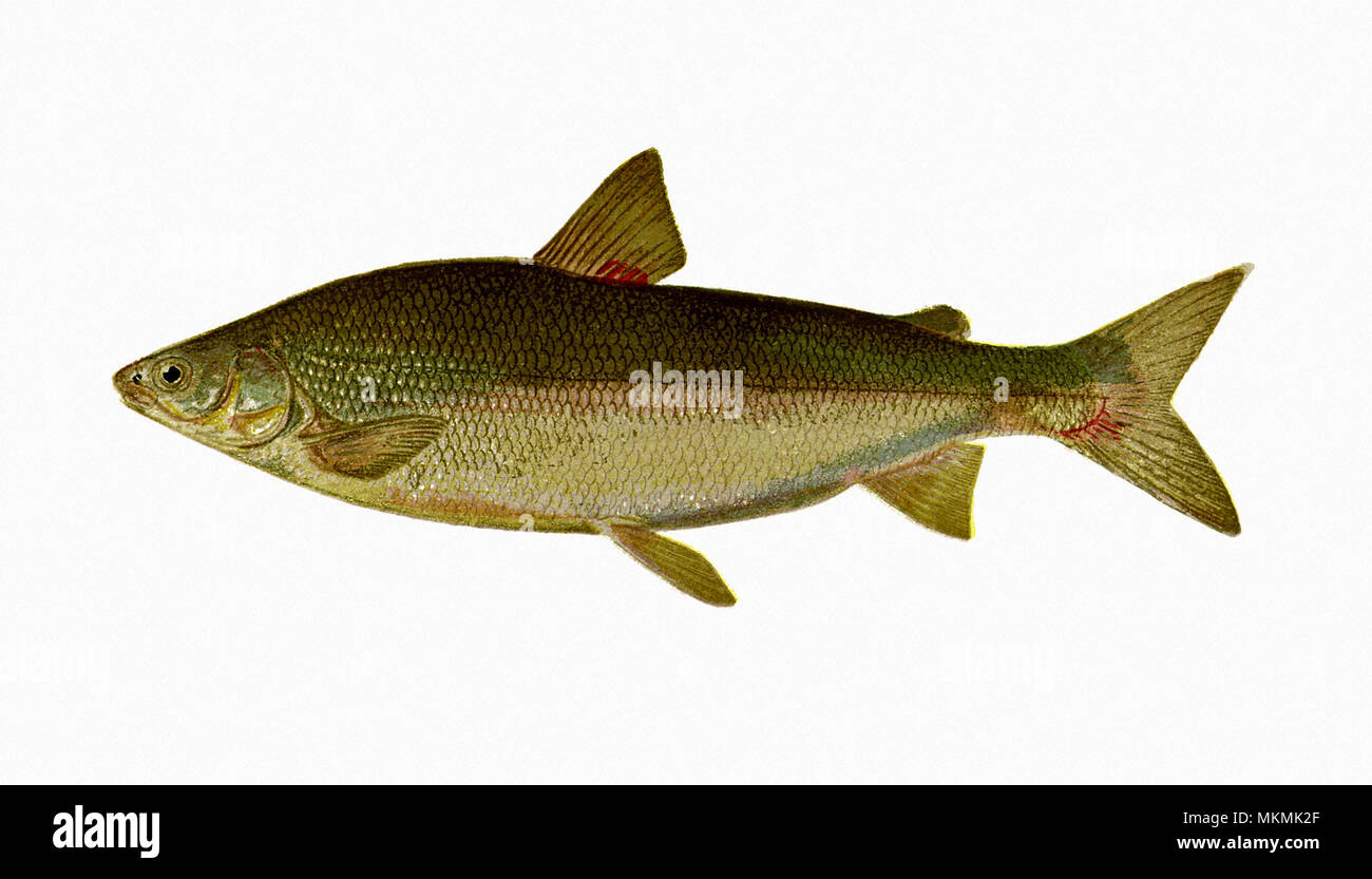Whitefish freshwater fish hi-res stock photography and images - Alamy
