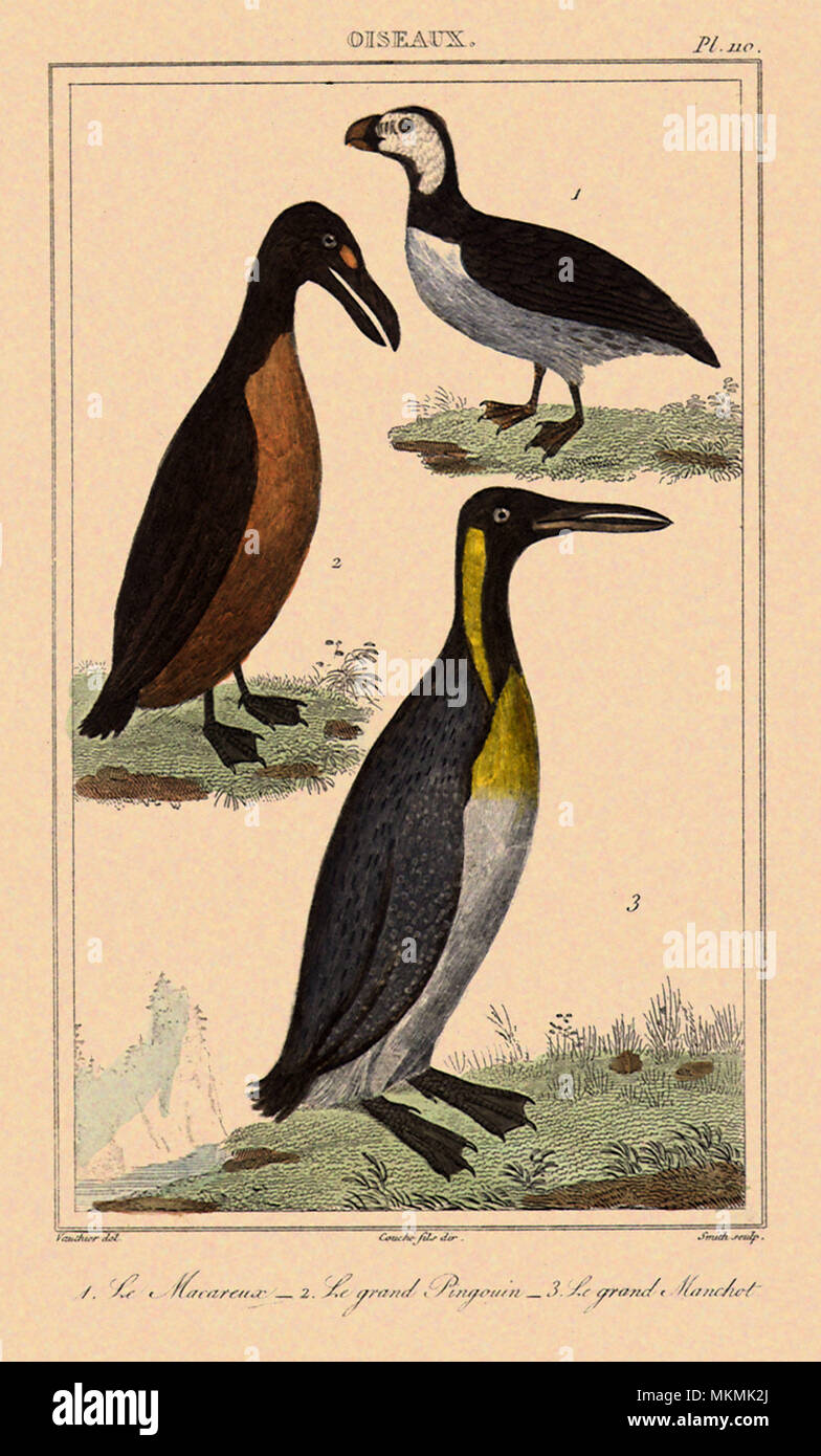 Puffin classic hi-res stock photography and images - Alamy