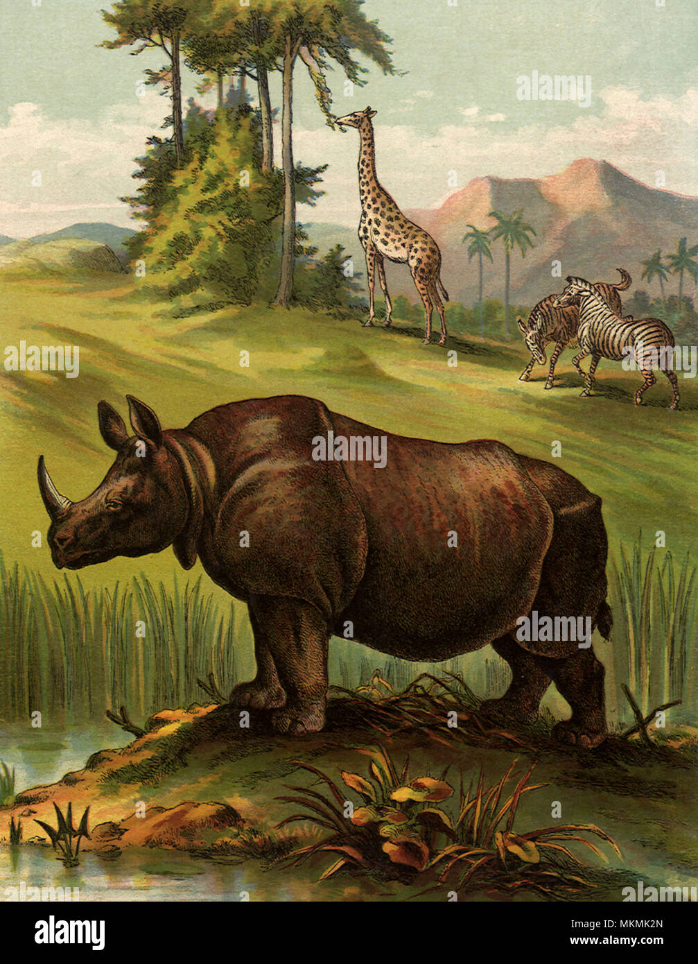 Rhinoceros stands hi-res stock photography and images - Alamy