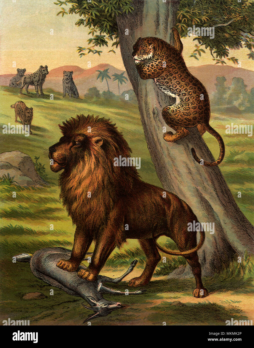 Lion Guarding His Kill Stock Photo - Alamy