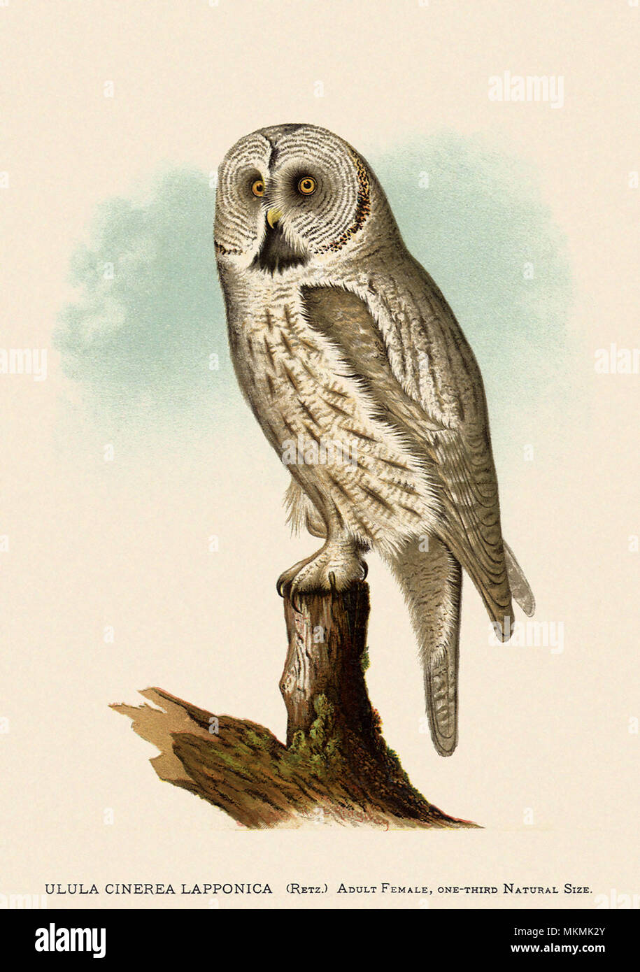 Adult Female Owl Stock Photo - Alamy