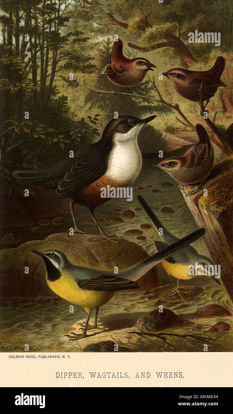 Three Wagtails High Resolution Stock Photography and Images - Alamy