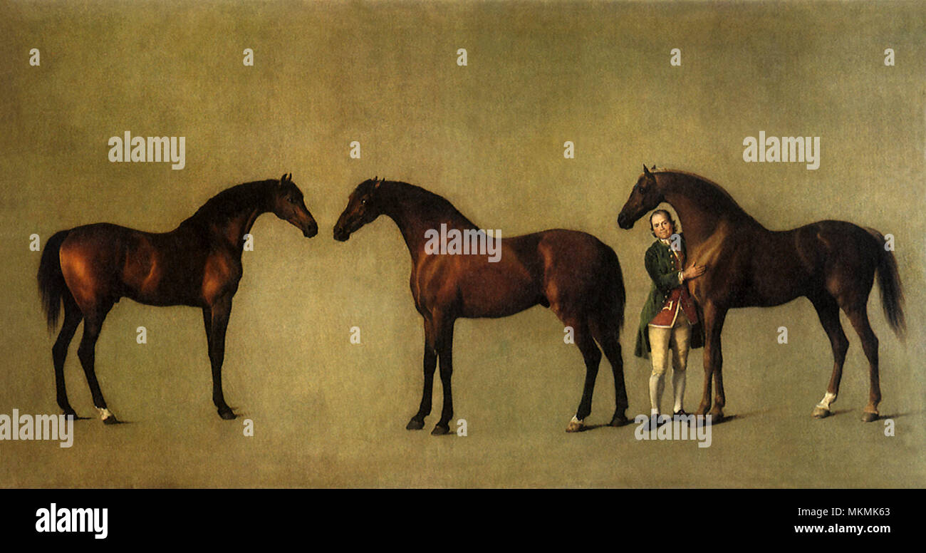 Three Stallions, Groom Stock Photo - Alamy