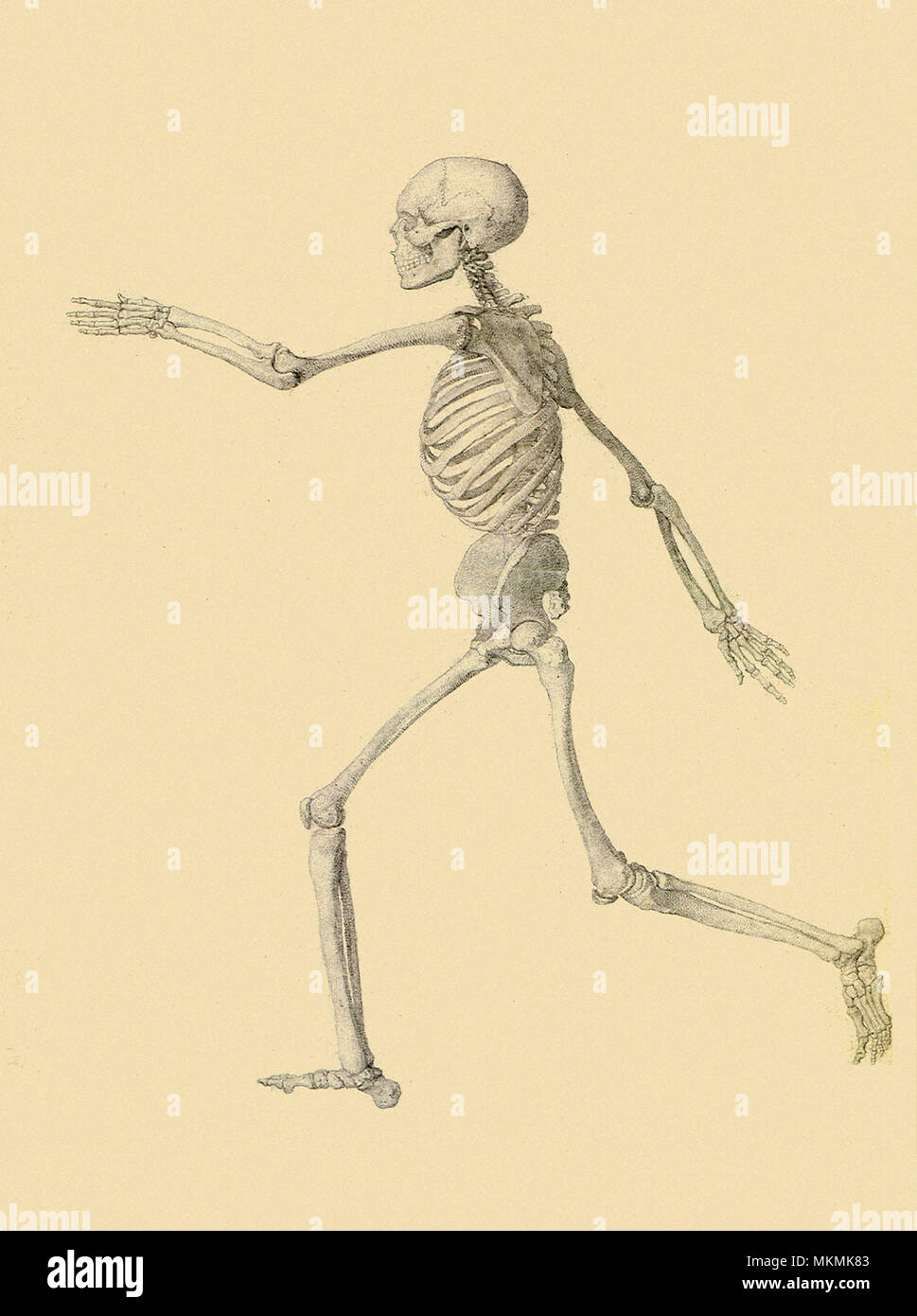 Lateral Human Skeleton Stock Photo - Alamy