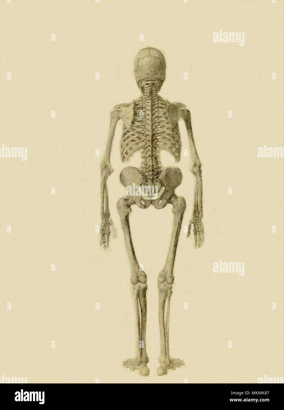 Back of Skeleton Stock Photo - Alamy