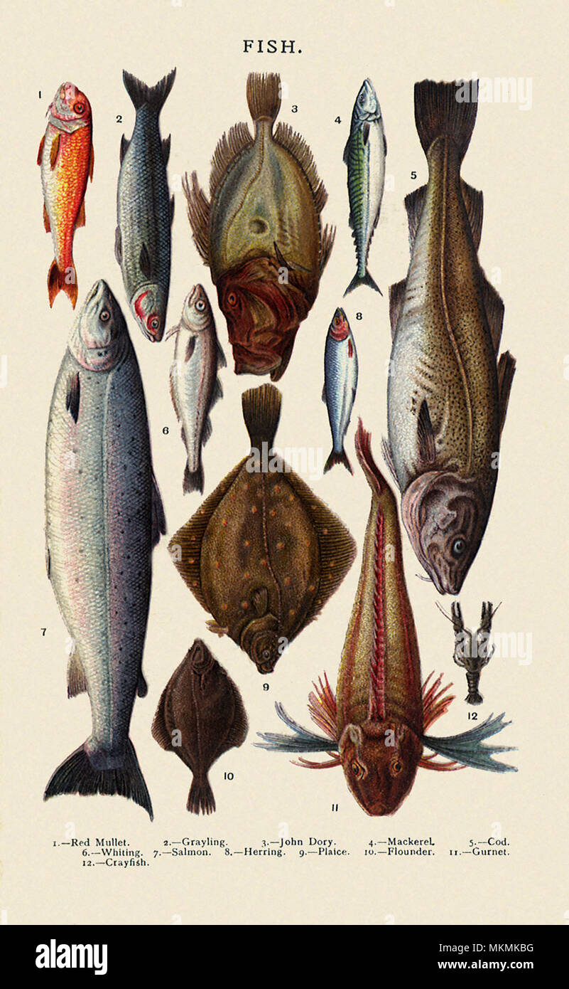 Include varieties hi-res stock photography and images - Alamy