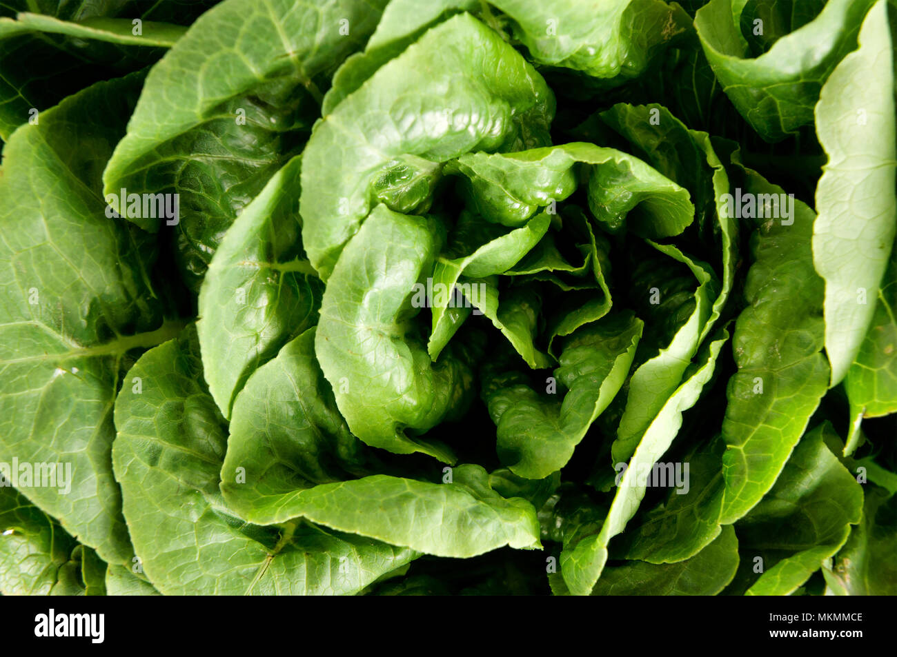 Fresh Green Lettuce. Healthy food. Rich in vitamins and minerals Stock ...