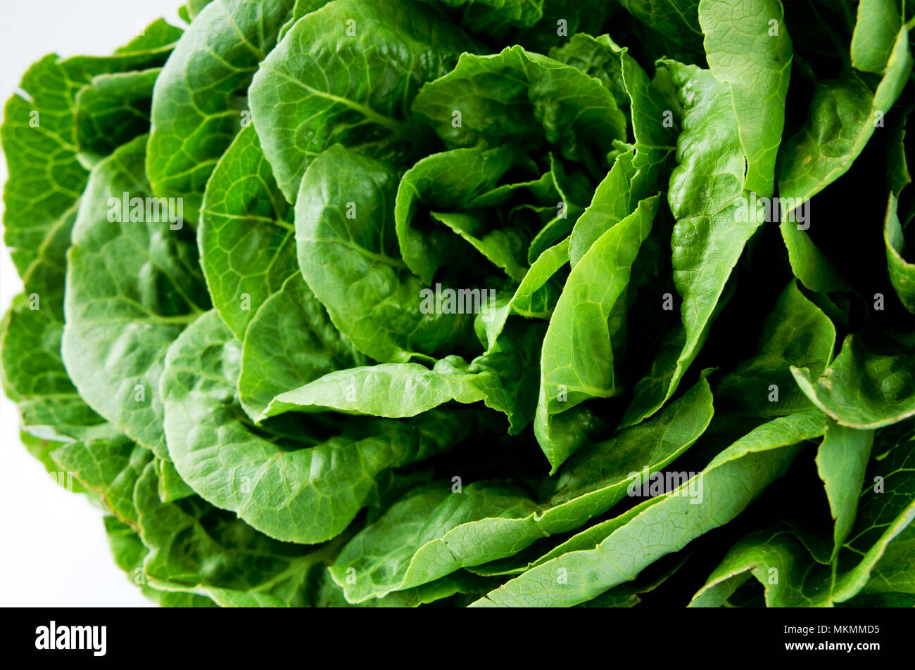 Fresh Green Lettuce. Healthy food. Rich in vitamins and minerals Stock ...