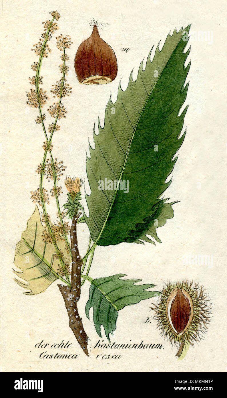 Castanea sativa illustration hi-res stock photography and images - Alamy