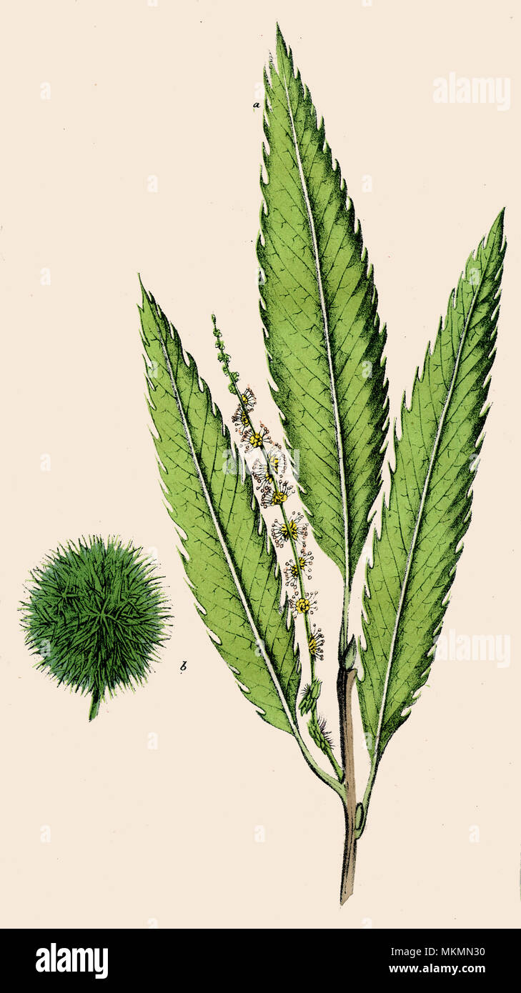 Castanea sativa illustration hi-res stock photography and images - Alamy