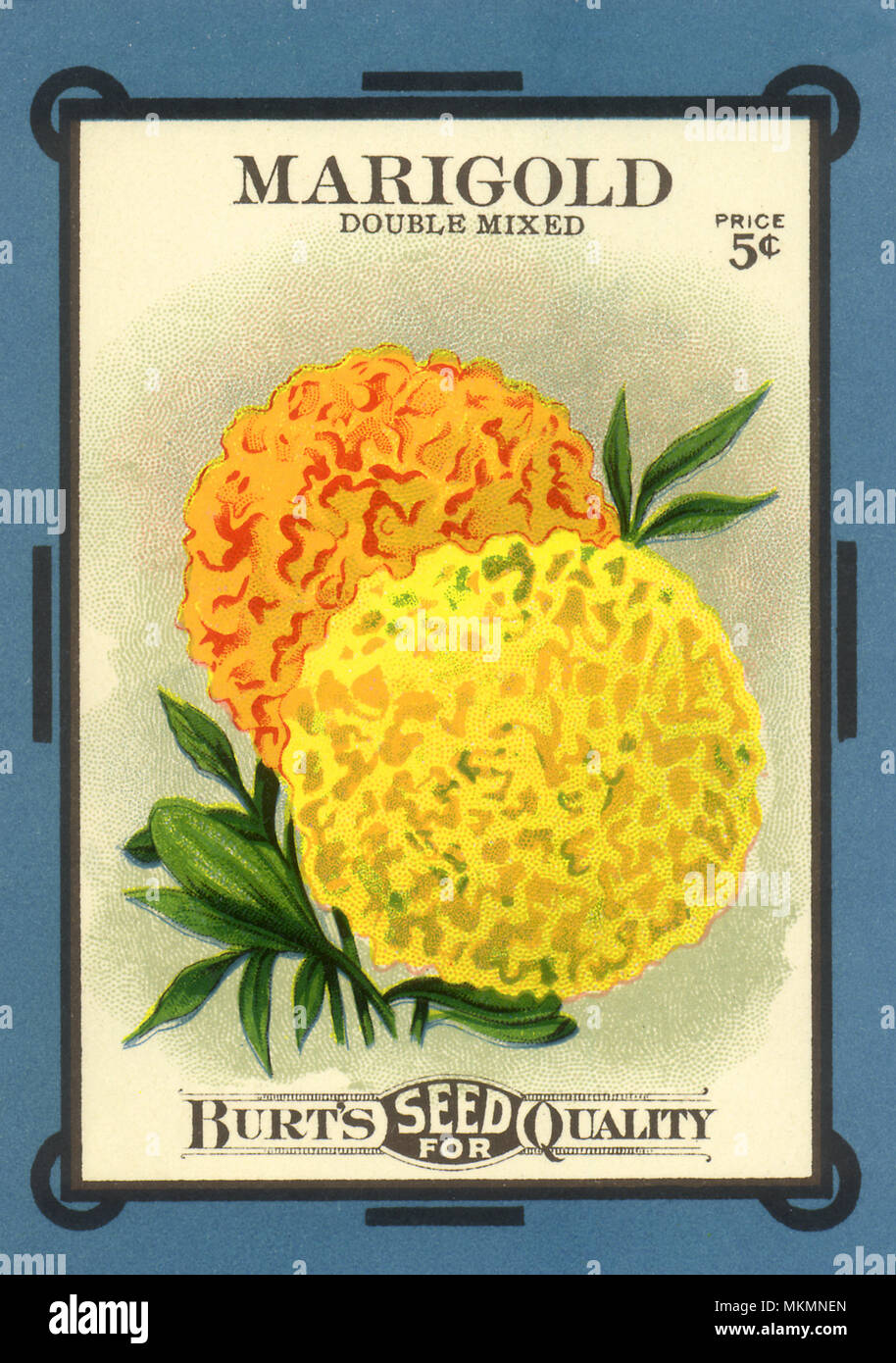 Marigolds seed packet hi-res stock photography and images - Alamy