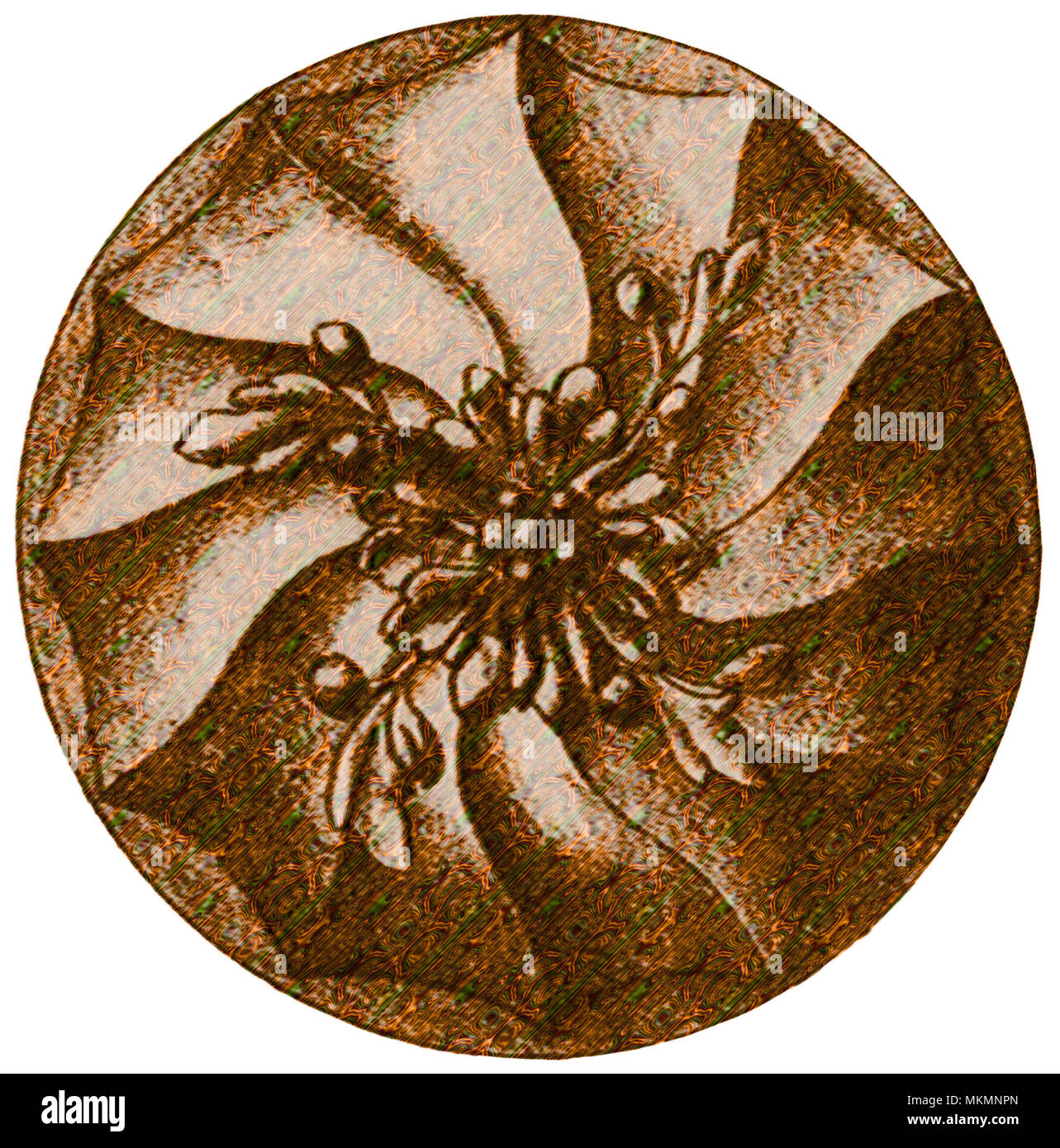 Rosette formation hi-res stock photography and images - Alamy