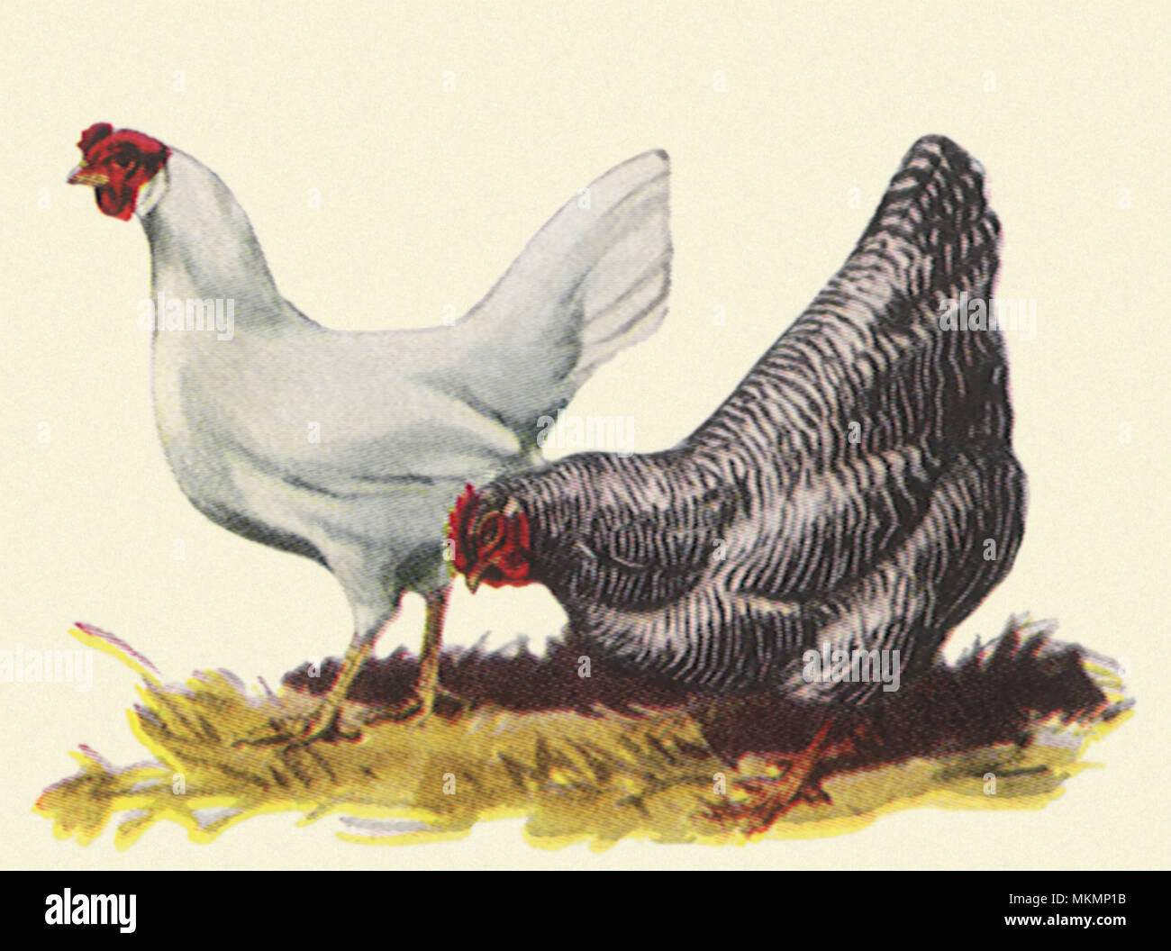 Distinguished hens hi-res stock photography and images - Alamy