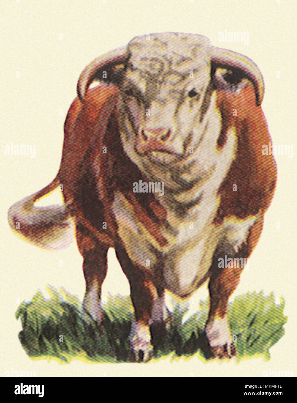 Hereford cattle illustration hi-res stock photography and images - Alamy