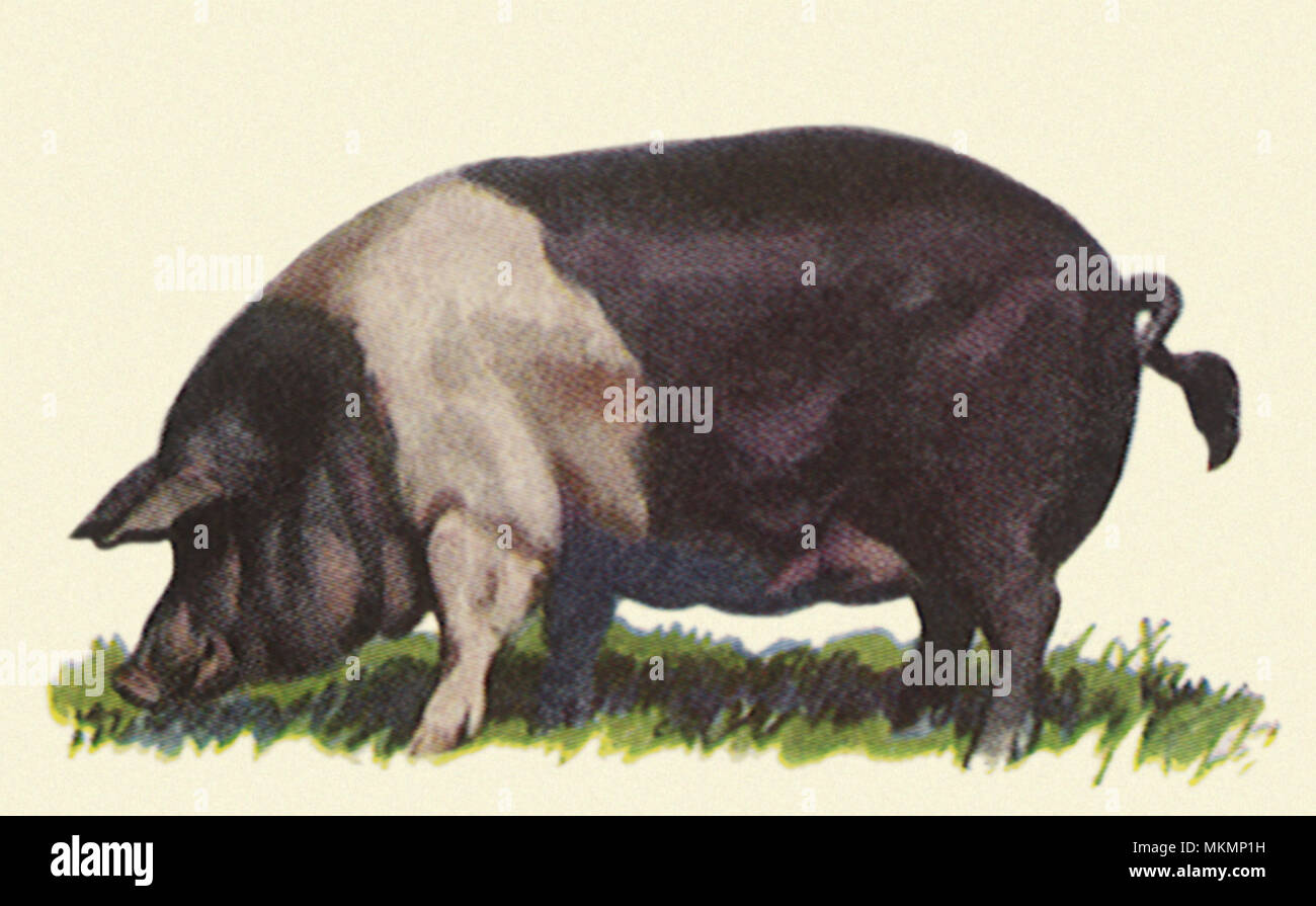 The hampshire hog hi-res stock photography and images - Alamy