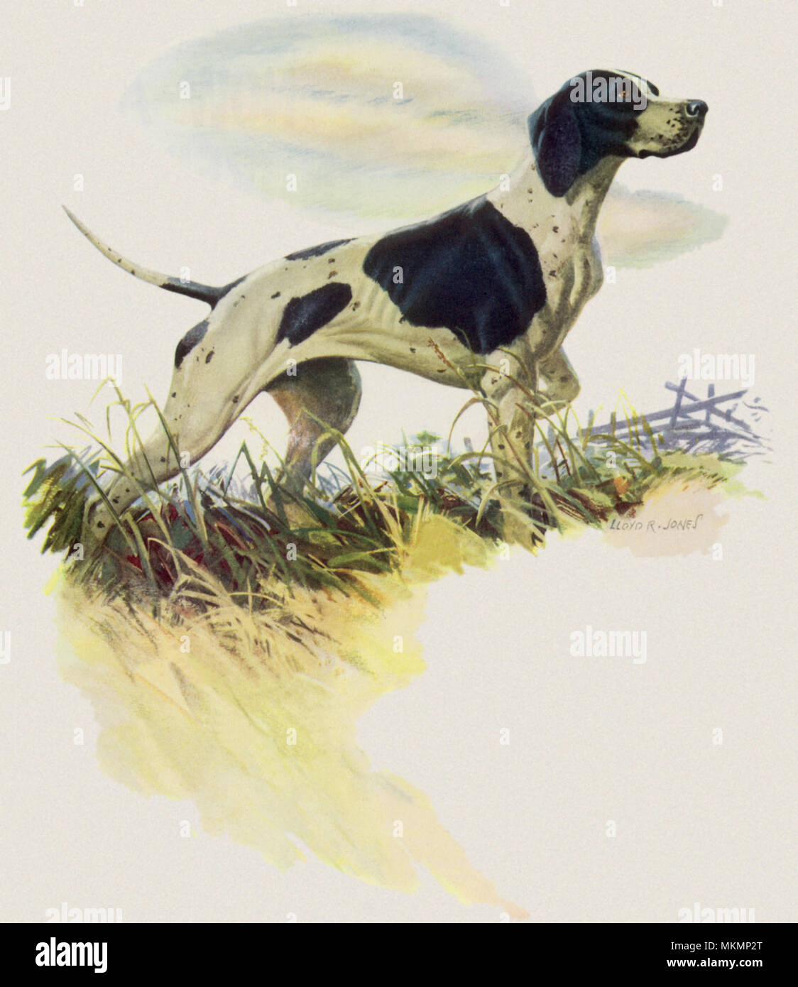 Vintage pointer dog hi-res stock photography and images - Alamy