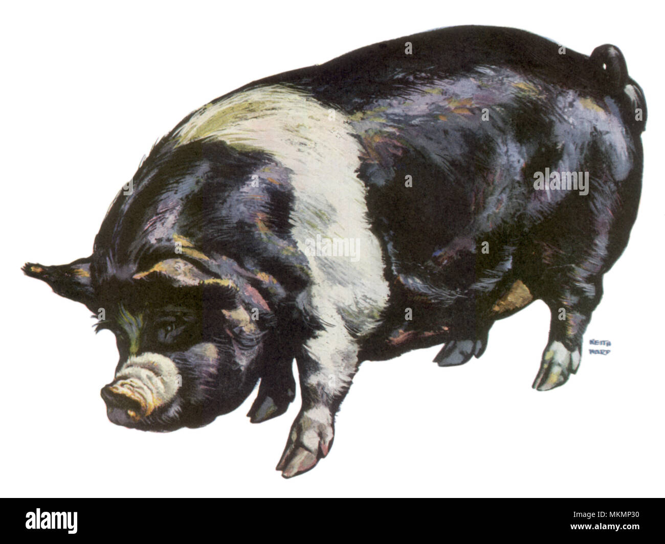 Black white markings Cut Out Stock Images & Pictures - Alamy