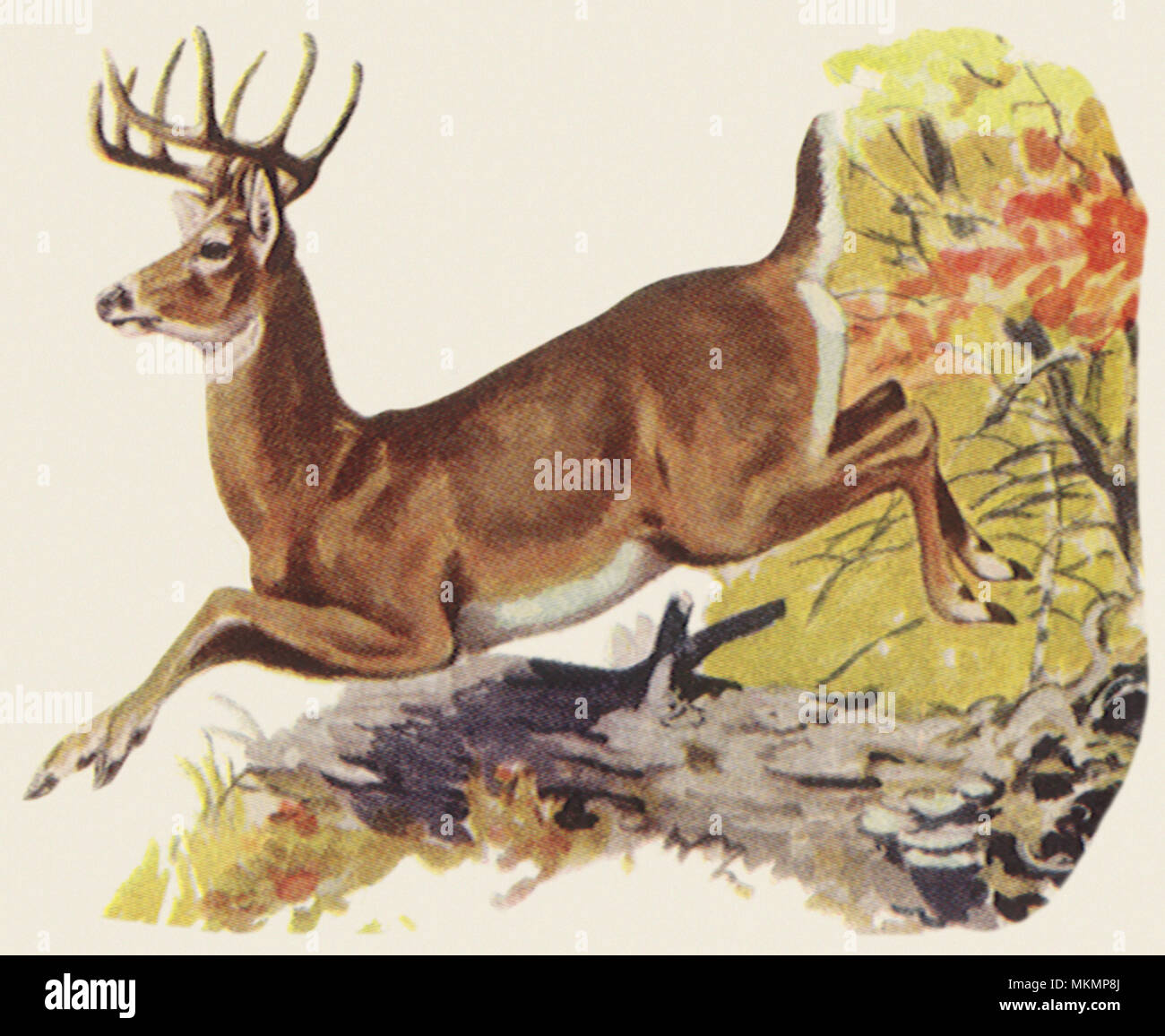 Deer tail flag hi-res stock photography and images - Alamy