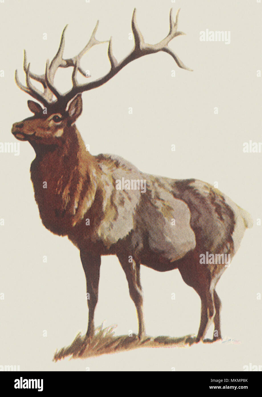 Classic elk hi-res stock photography and images - Alamy