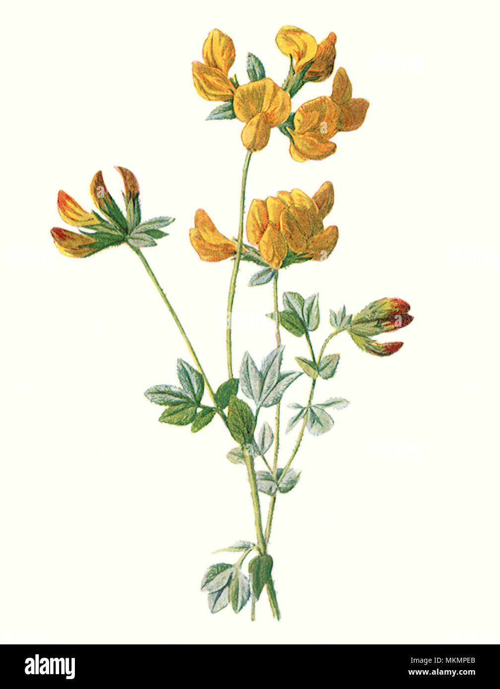 Trefoil leaves hi-res stock photography and images - Alamy