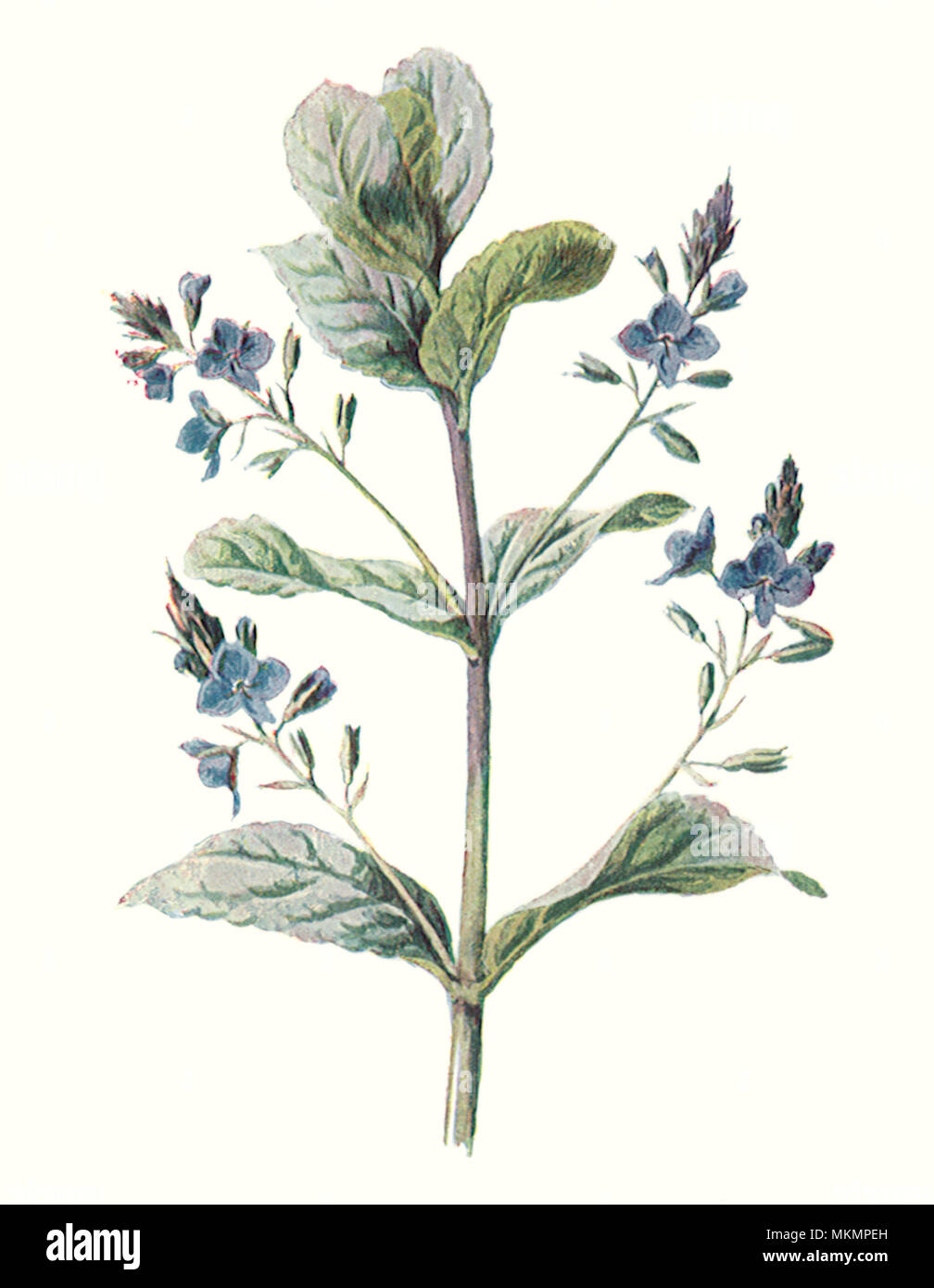 Brooklime leaves hi-res stock photography and images - Alamy