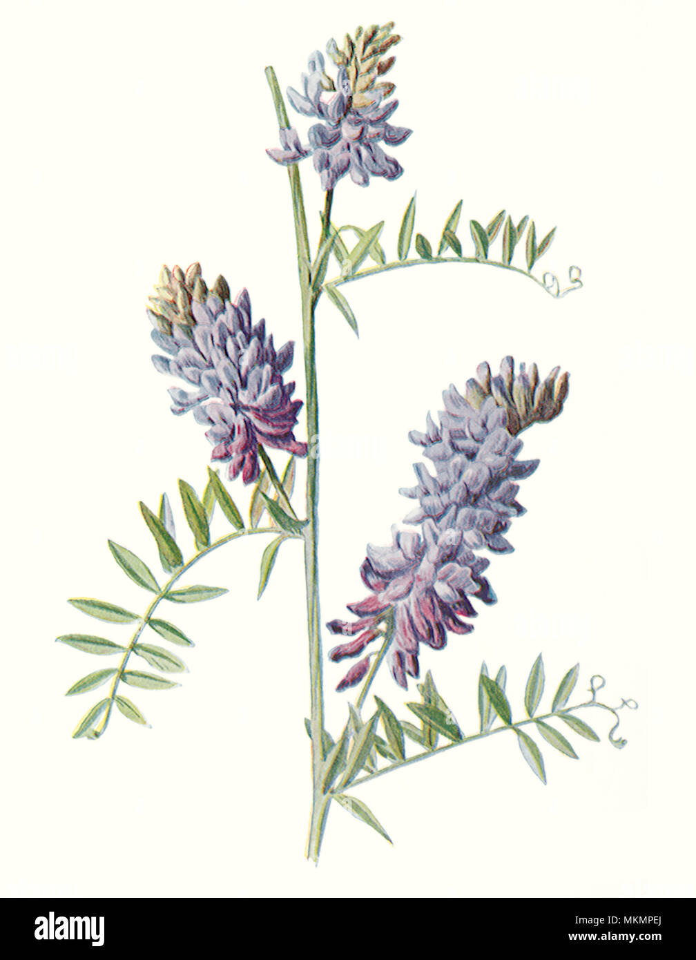 Vetch plants hi-res stock photography and images - Alamy