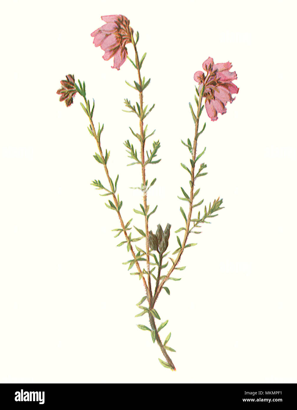 Cross-Leaved Heath, Erica Tetralix Stock Photo - Alamy