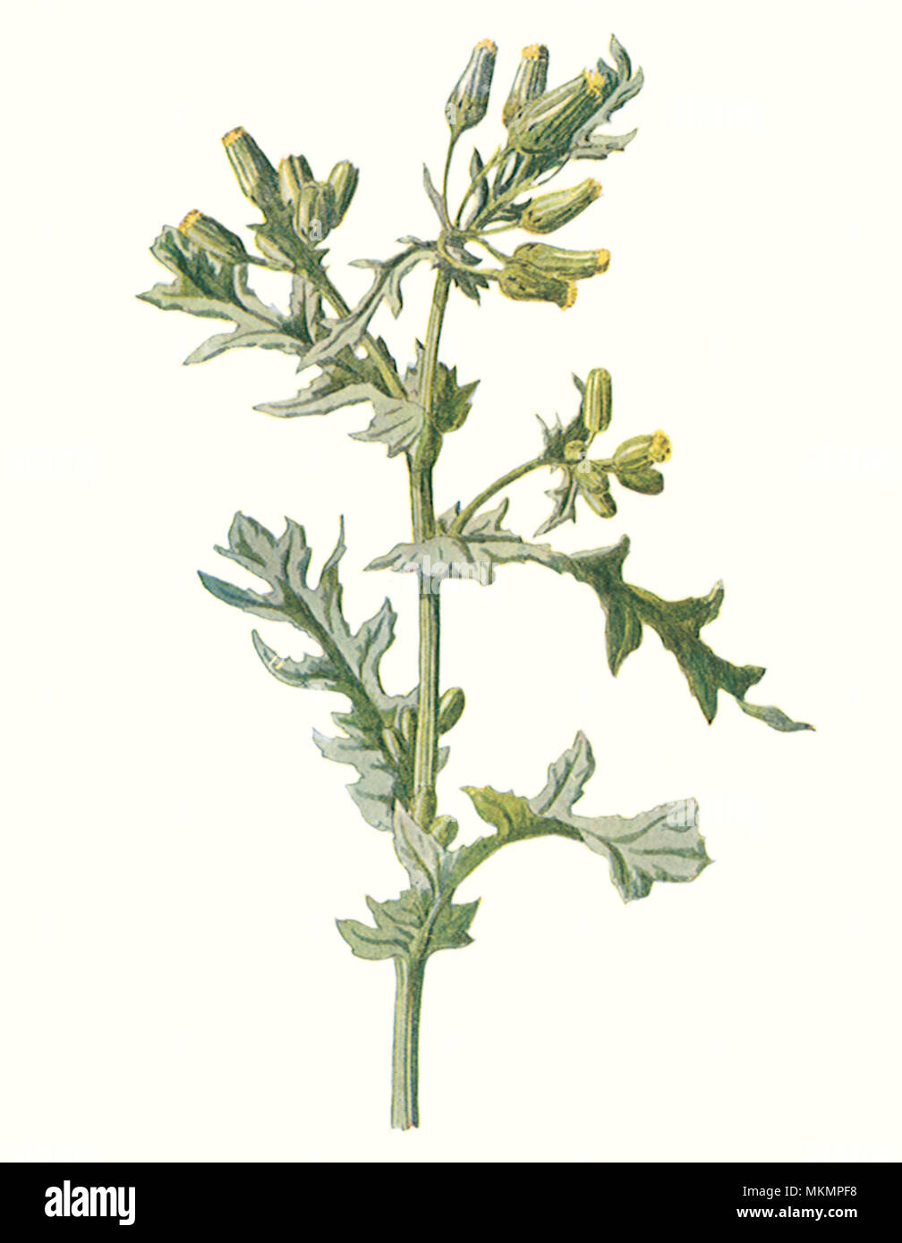 Blooms year round hi-res stock photography and images - Alamy