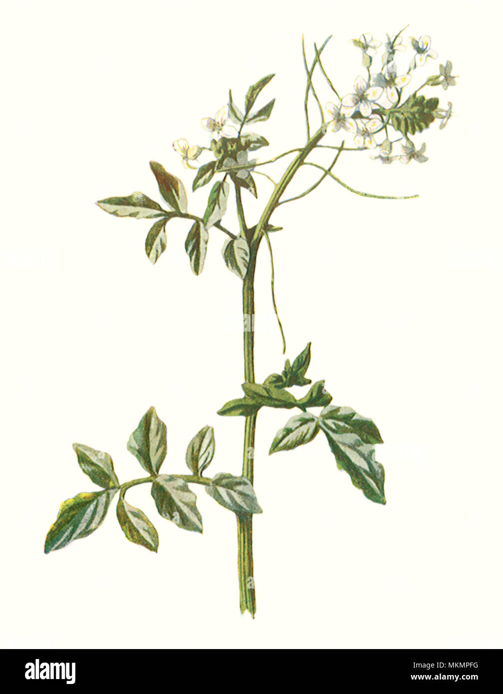 White watercress flower hi-res stock photography and images - Alamy