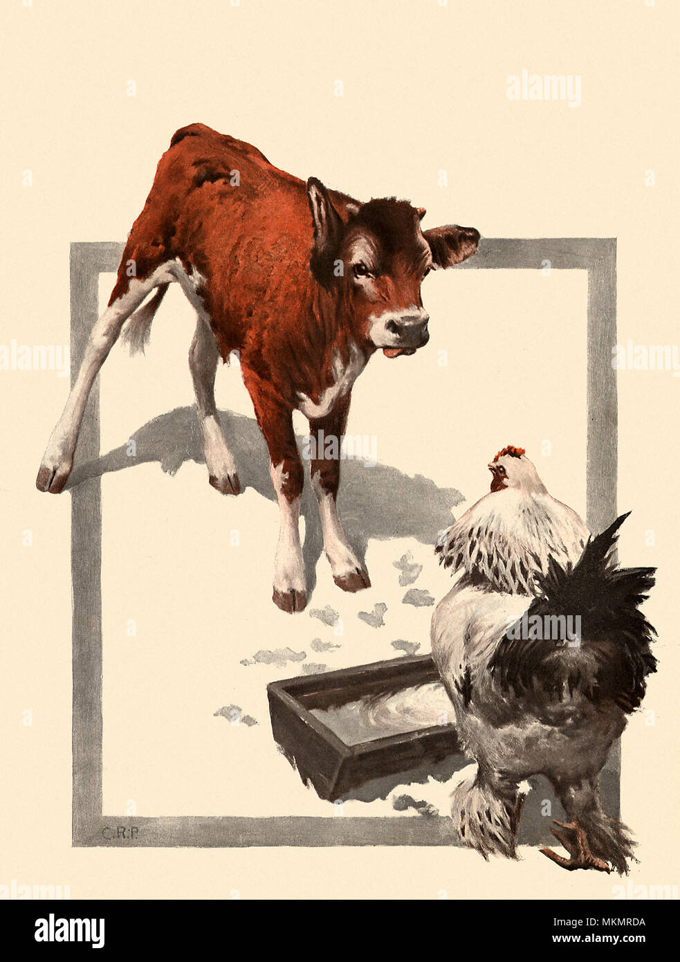 Calf and Chicken Stock Photo - Alamy