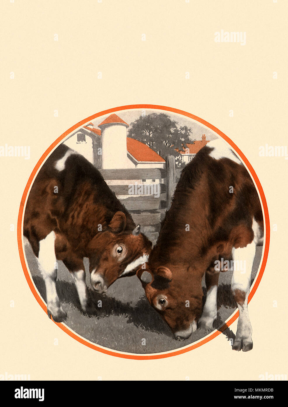 Two heads cattle grazing hi-res stock photography and images - Alamy