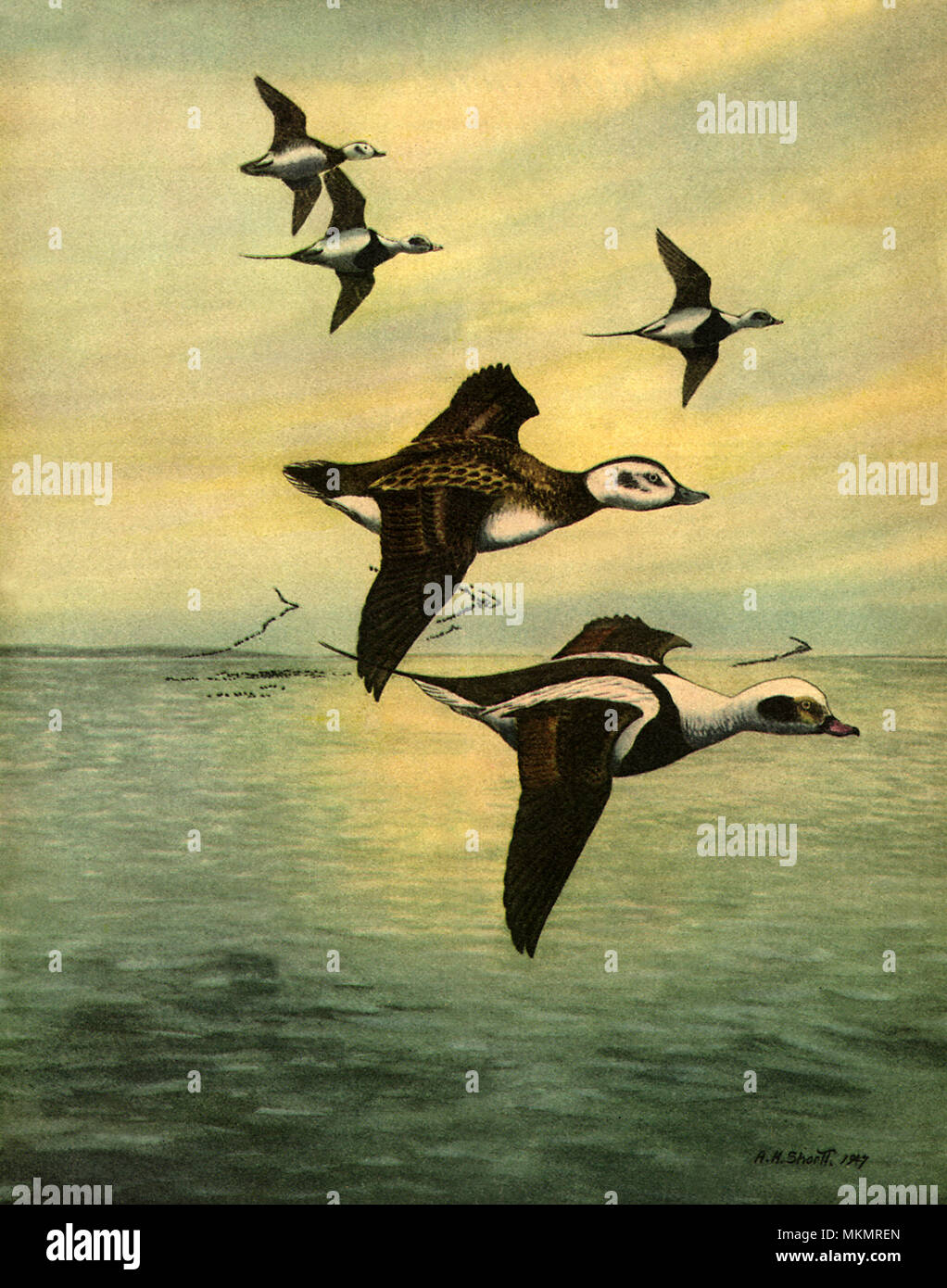 Ducks Fly Over Ocean Stock Photo - Alamy