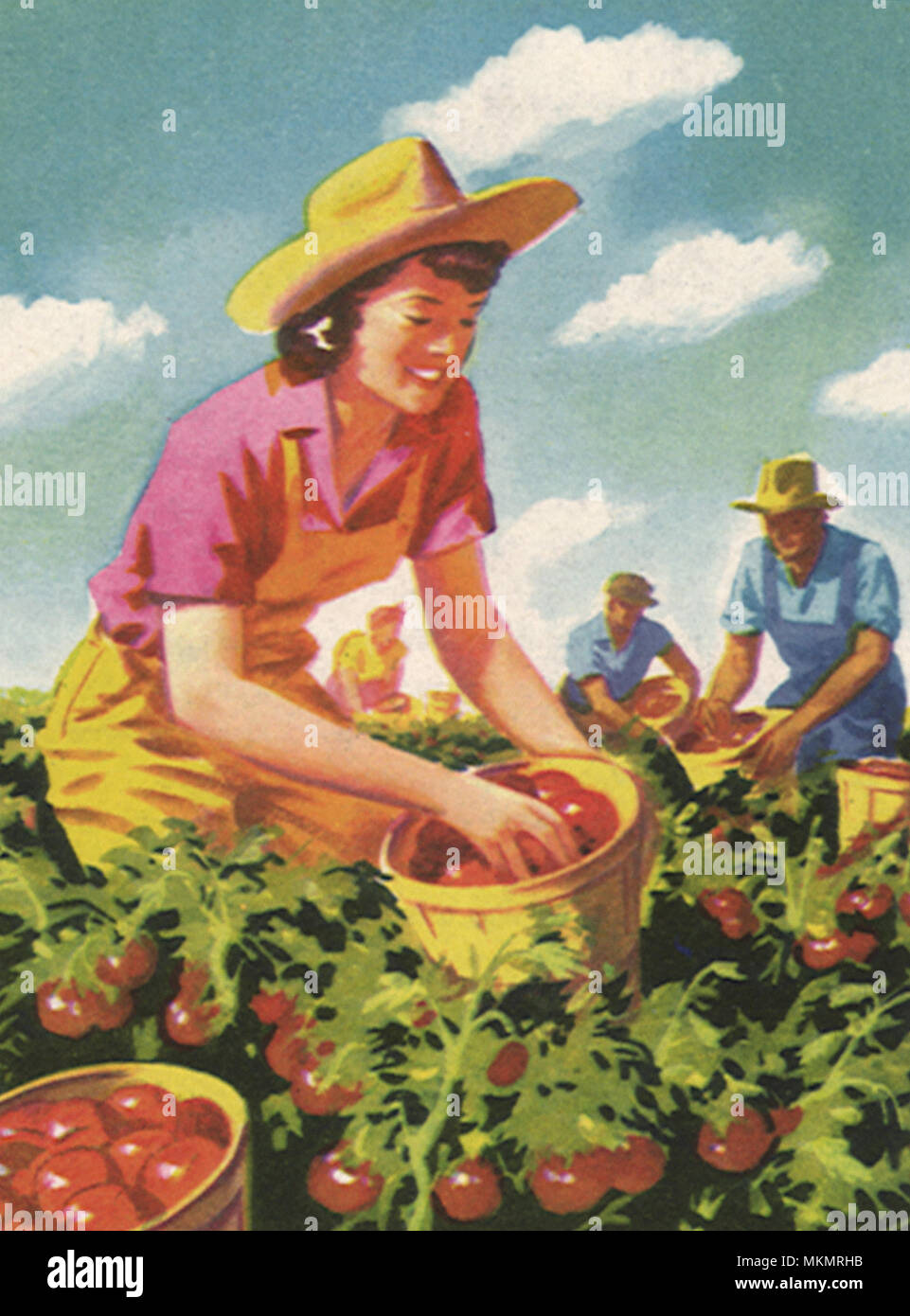 Picking tomatoes illustration hi-res stock photography and images - Alamy