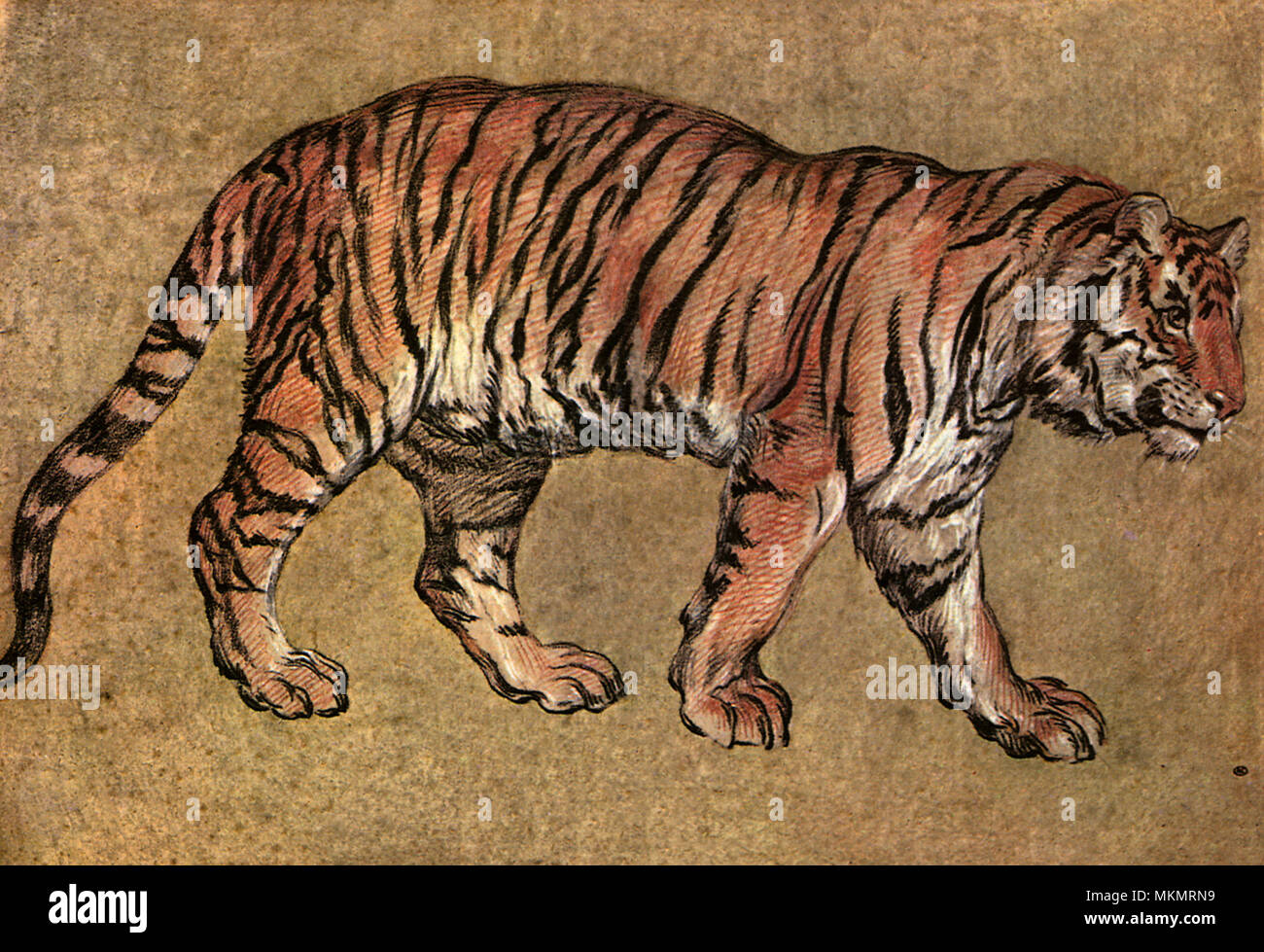 Study of creatures hi-res stock photography and images - Alamy