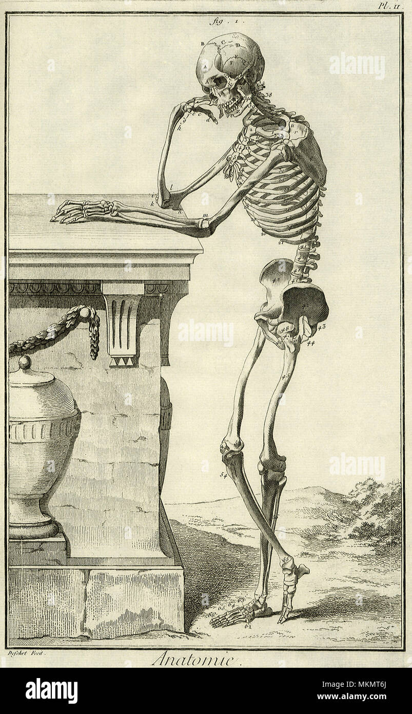 Skeleton Leans on Wall Stock Photo - Alamy