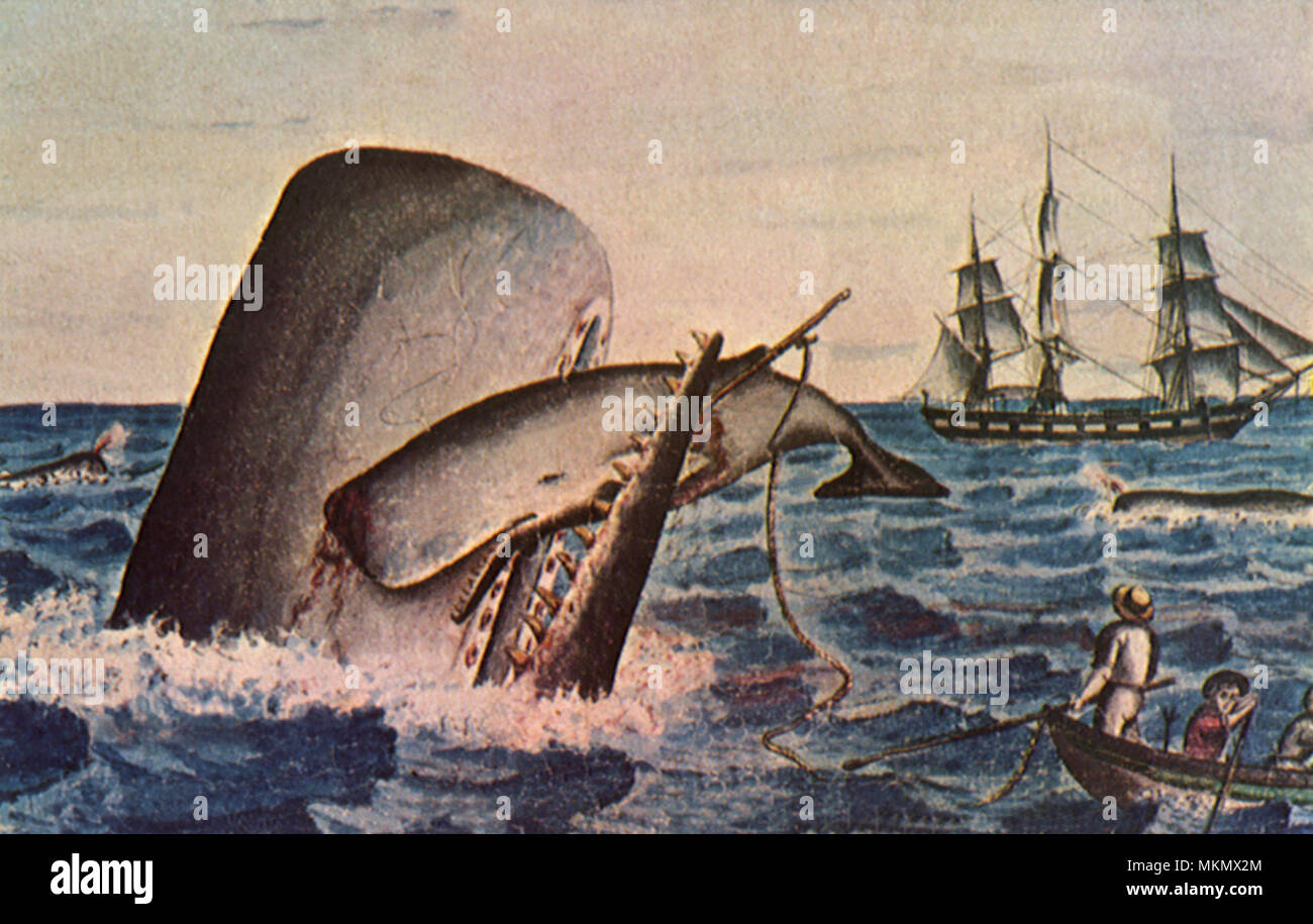 Harpooned whale hi-res stock photography and images - Alamy