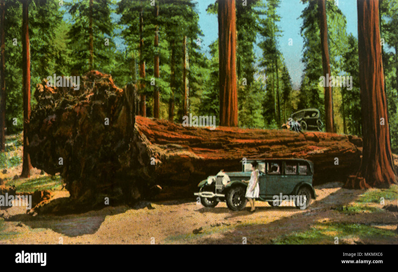 Auto log sequoia national park hi-res stock photography and images - Alamy