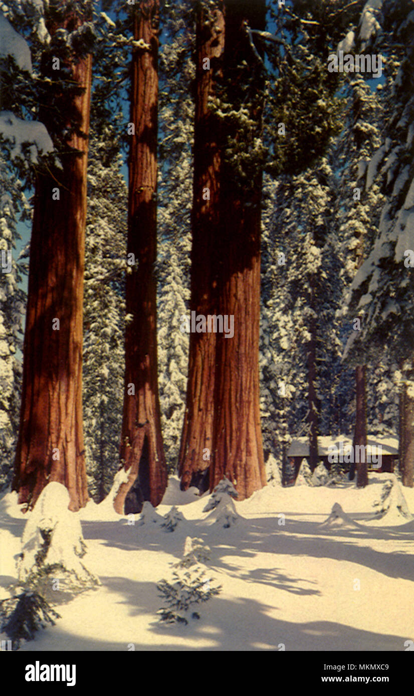 Redwoods in Snow Stock Photo - Alamy