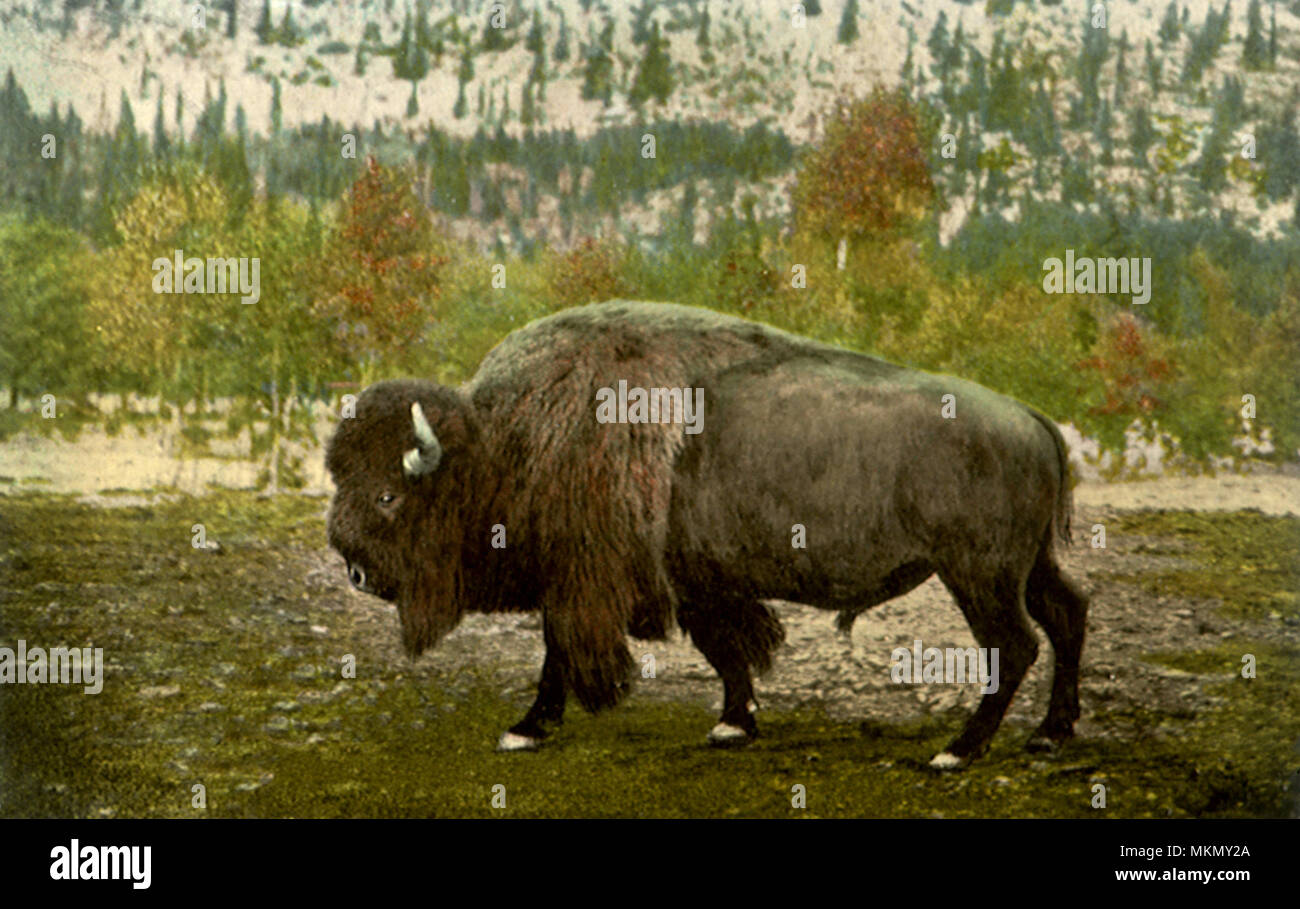 Bull amidst hi-res stock photography and images - Alamy