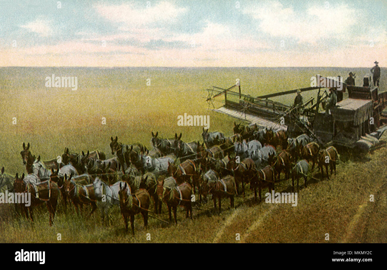 Harvest with horses hi-res stock photography and images - Alamy